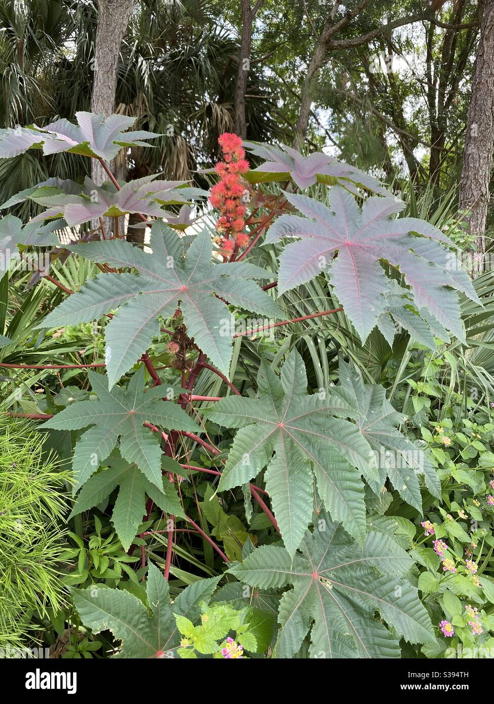 Castor oil plants hi-res stock photography and images - Alamy
