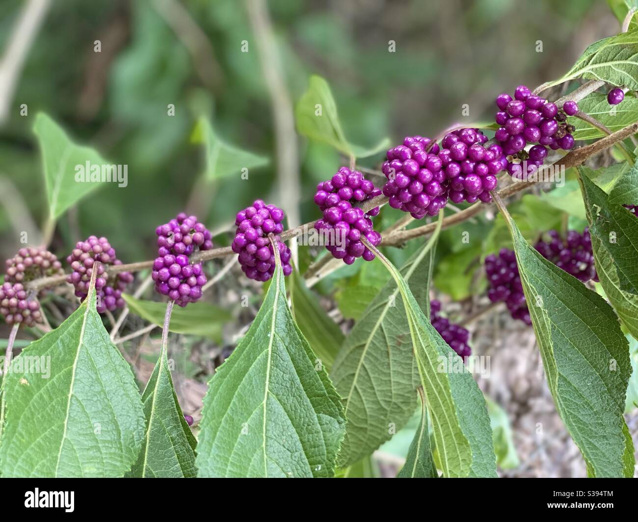 Berries growing wild hi-res stock photography and images - Alamy