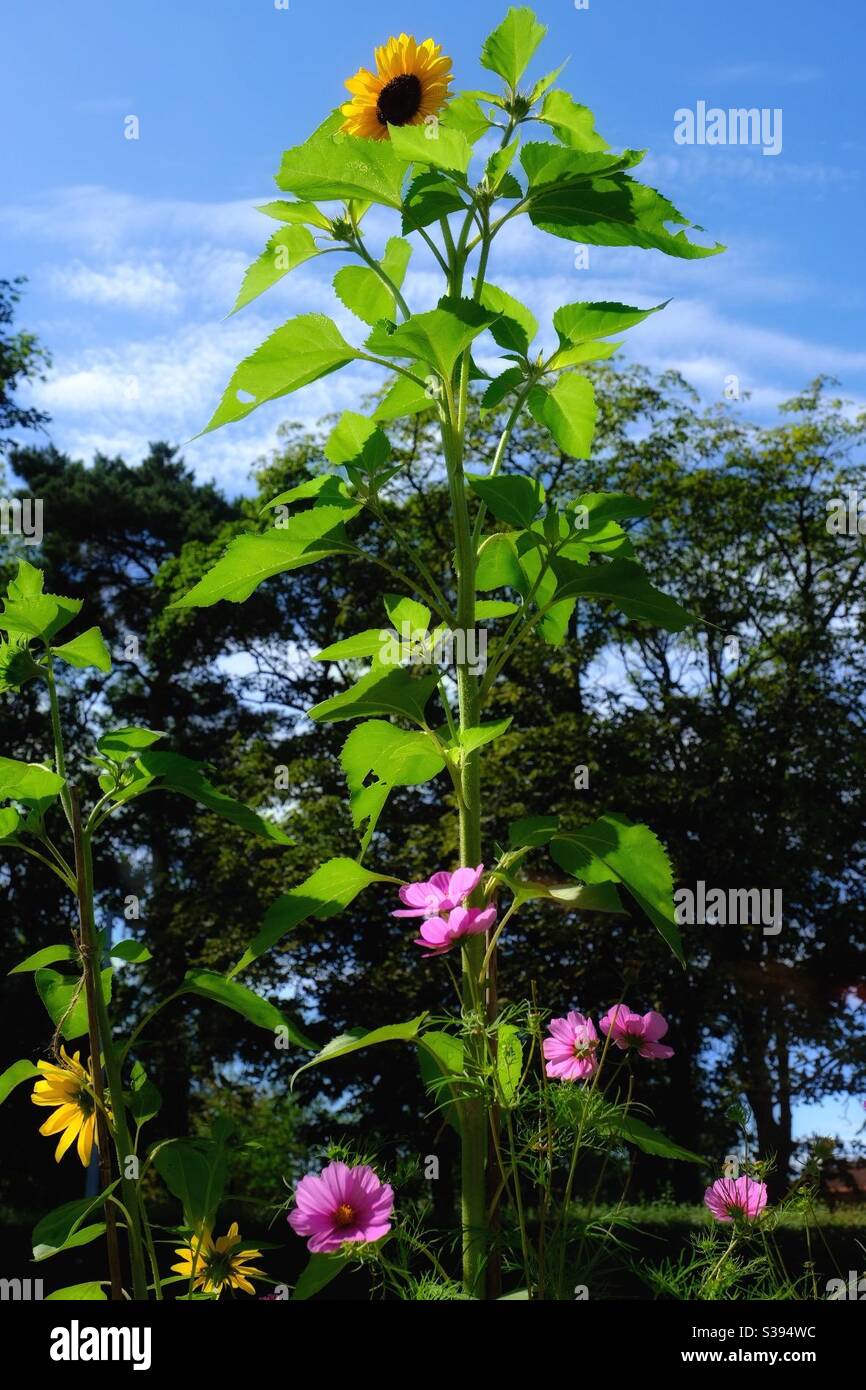 Sunflower In The Sun Stock Photo - Alamy