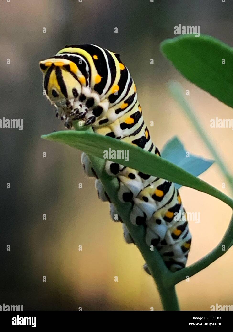 Monarch caterpillar hi-res stock photography and images - Alamy