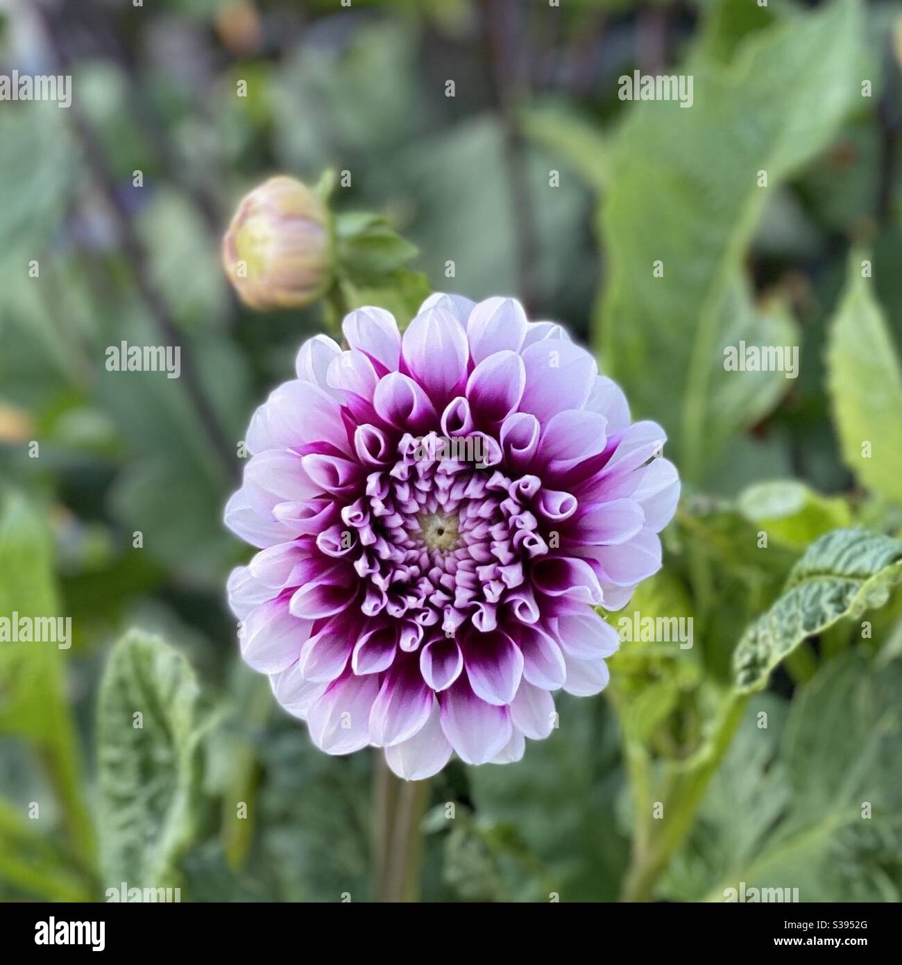 Dahlia purple flower hi-res stock photography and images - Alamy
