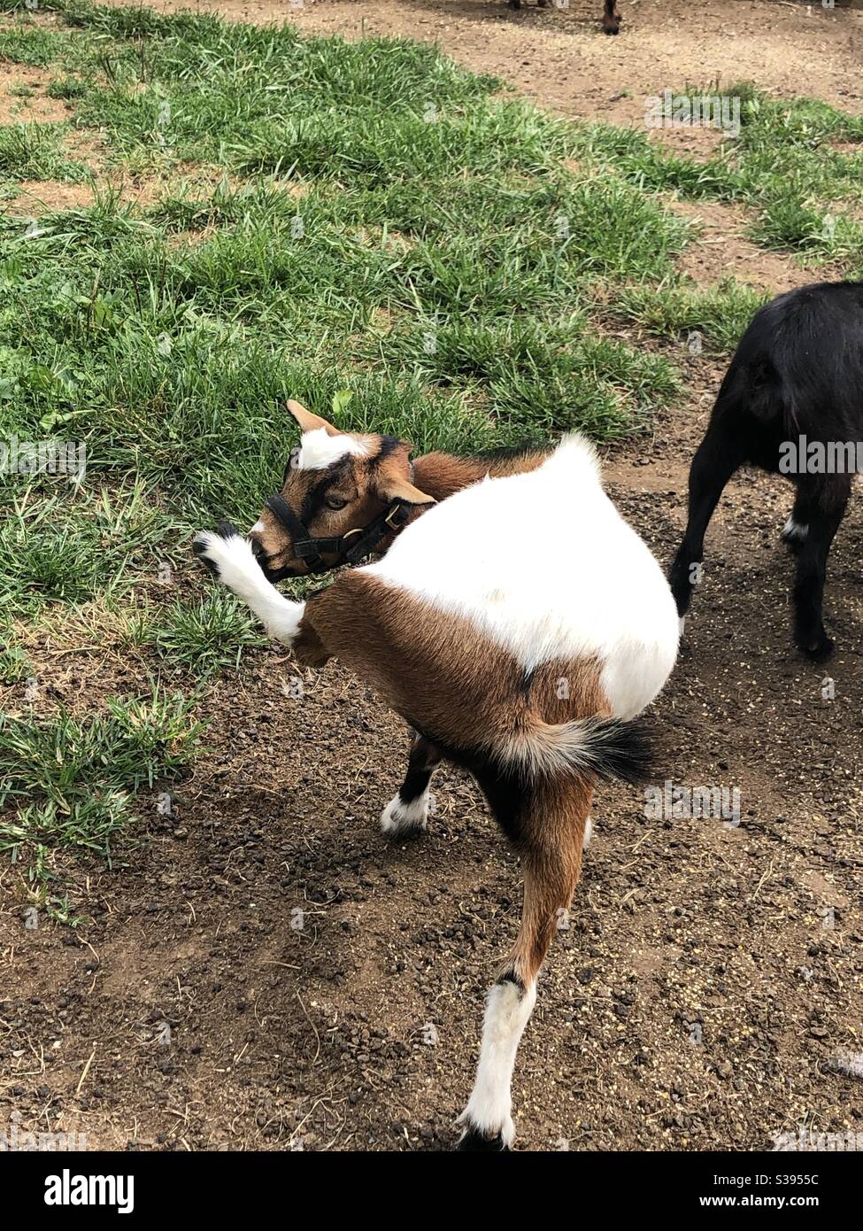 Animals cleaning hi-res stock photography and images - Alamy