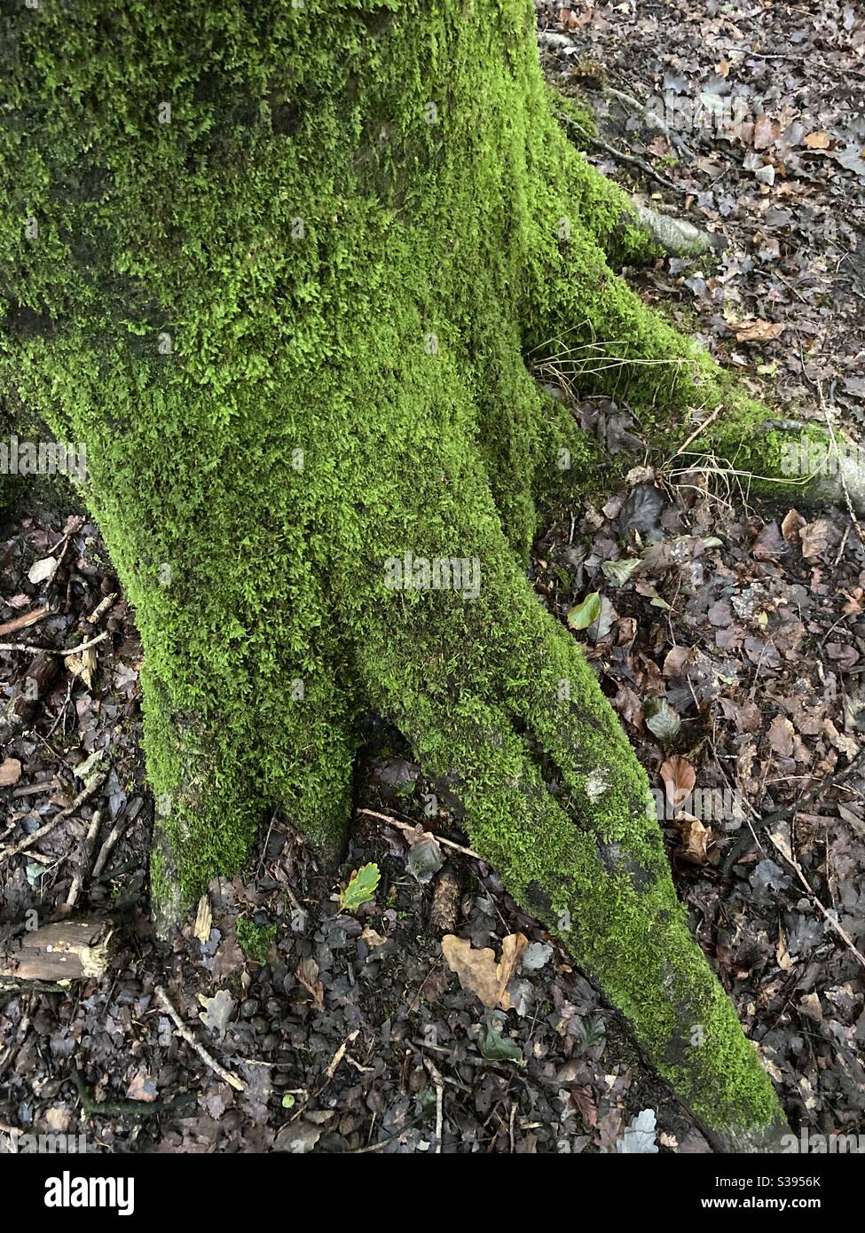 Moss tree roots hi-res stock photography and images - Alamy