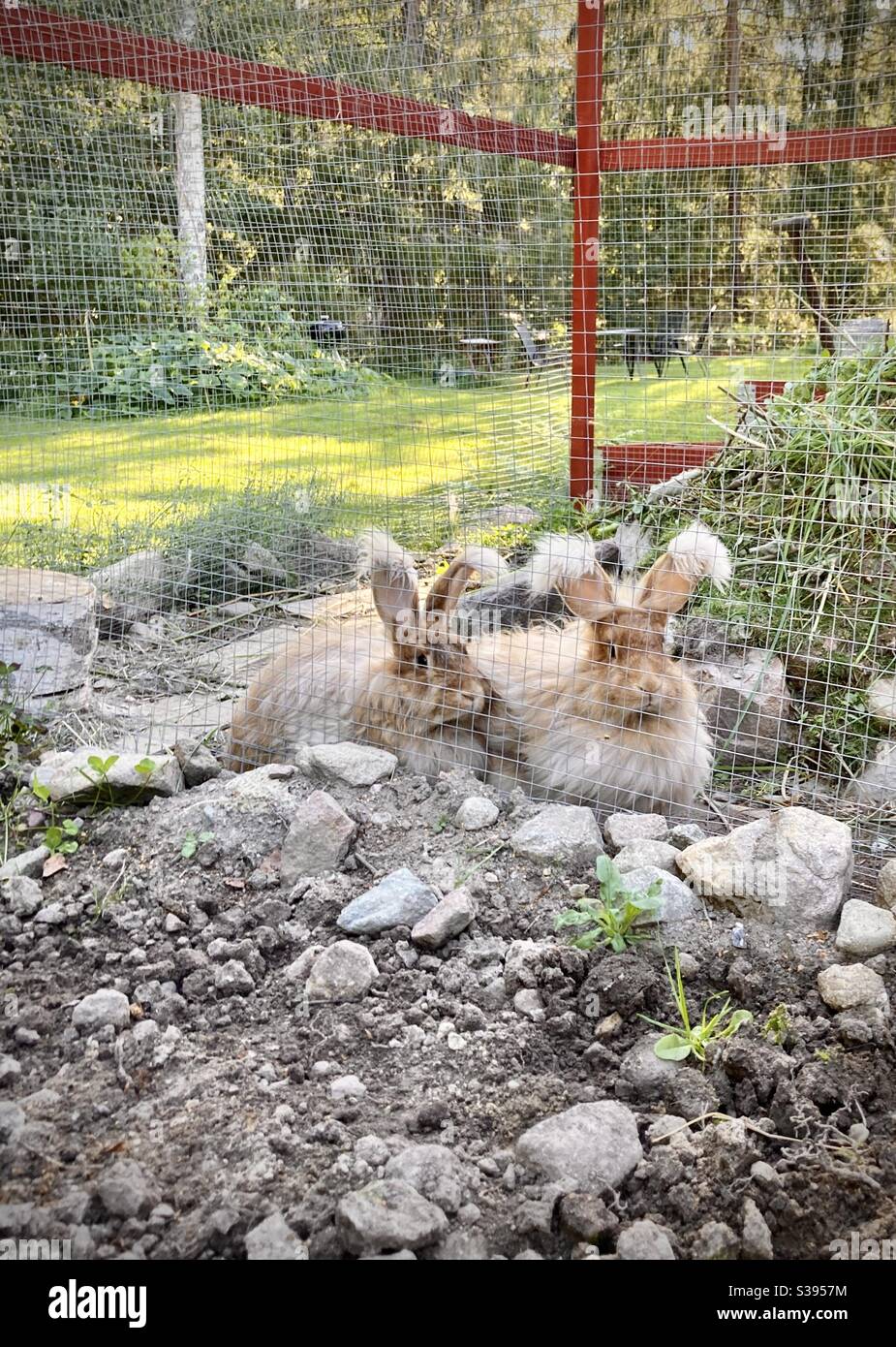 Angora rabbit wool hi-res stock photography and images - Alamy
