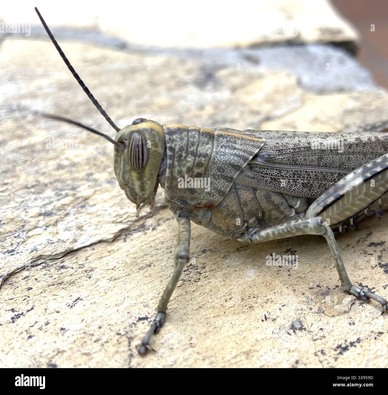 Egyptian locust hi-res stock photography and images - Alamy