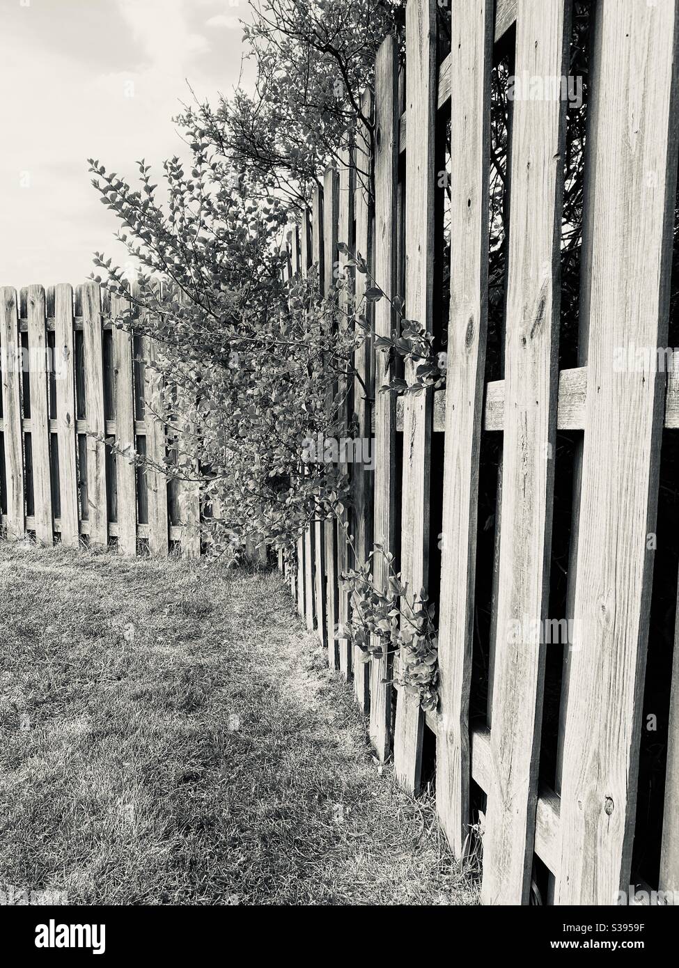 Fence with bushes hi-res stock photography and images - Alamy