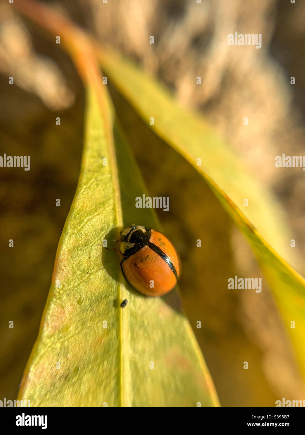 Orange ladybug hi-res stock photography and images - Alamy
