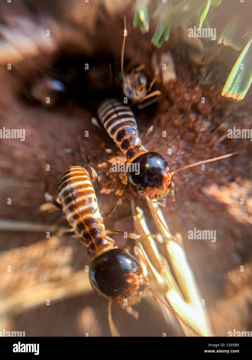 Crawling bugs hi-res stock photography and images - Alamy