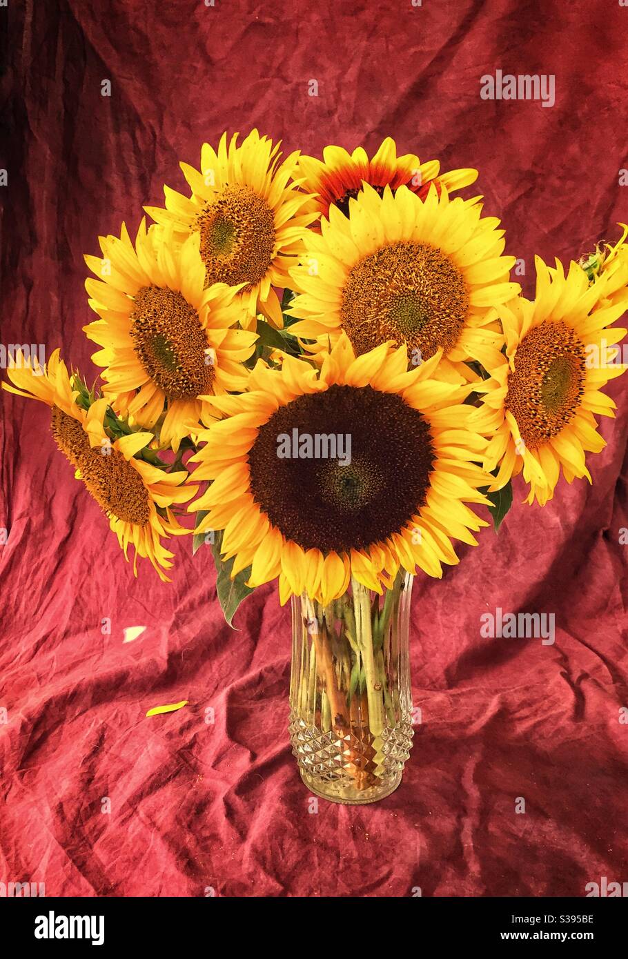Freshly cut sunflowers in a glass vase Stock Photo - Alamy
