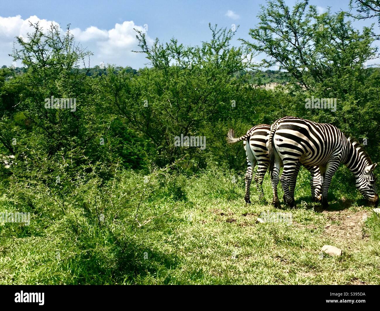Zebras eating hi-res stock photography and images - Alamy
