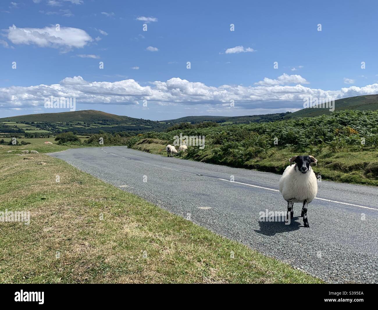 Road sheep trees hi-res stock photography and images - Alamy