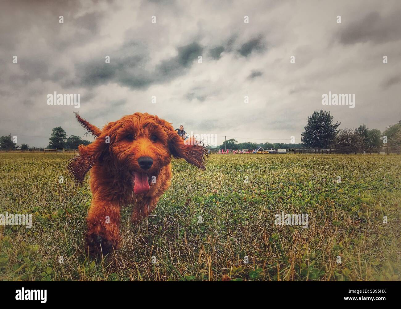 Cockapoo running hi-res stock photography and images - Alamy
