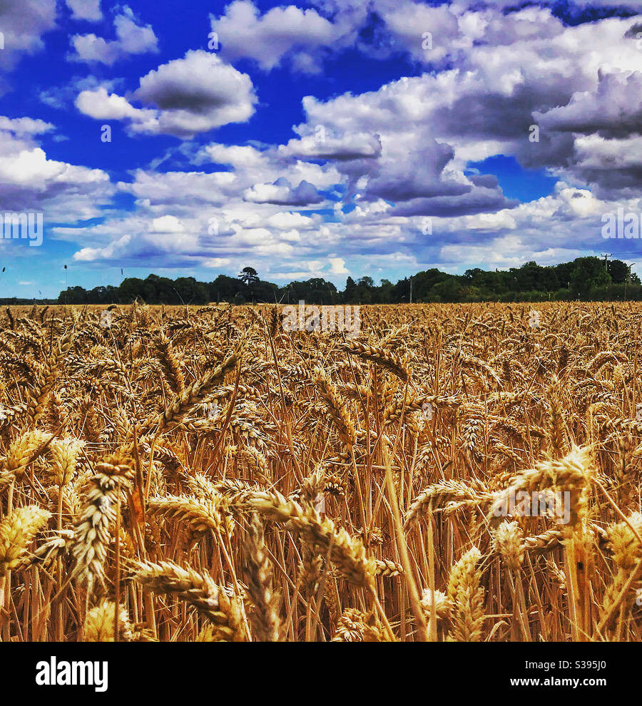 English corn field Stock Photo - Alamy