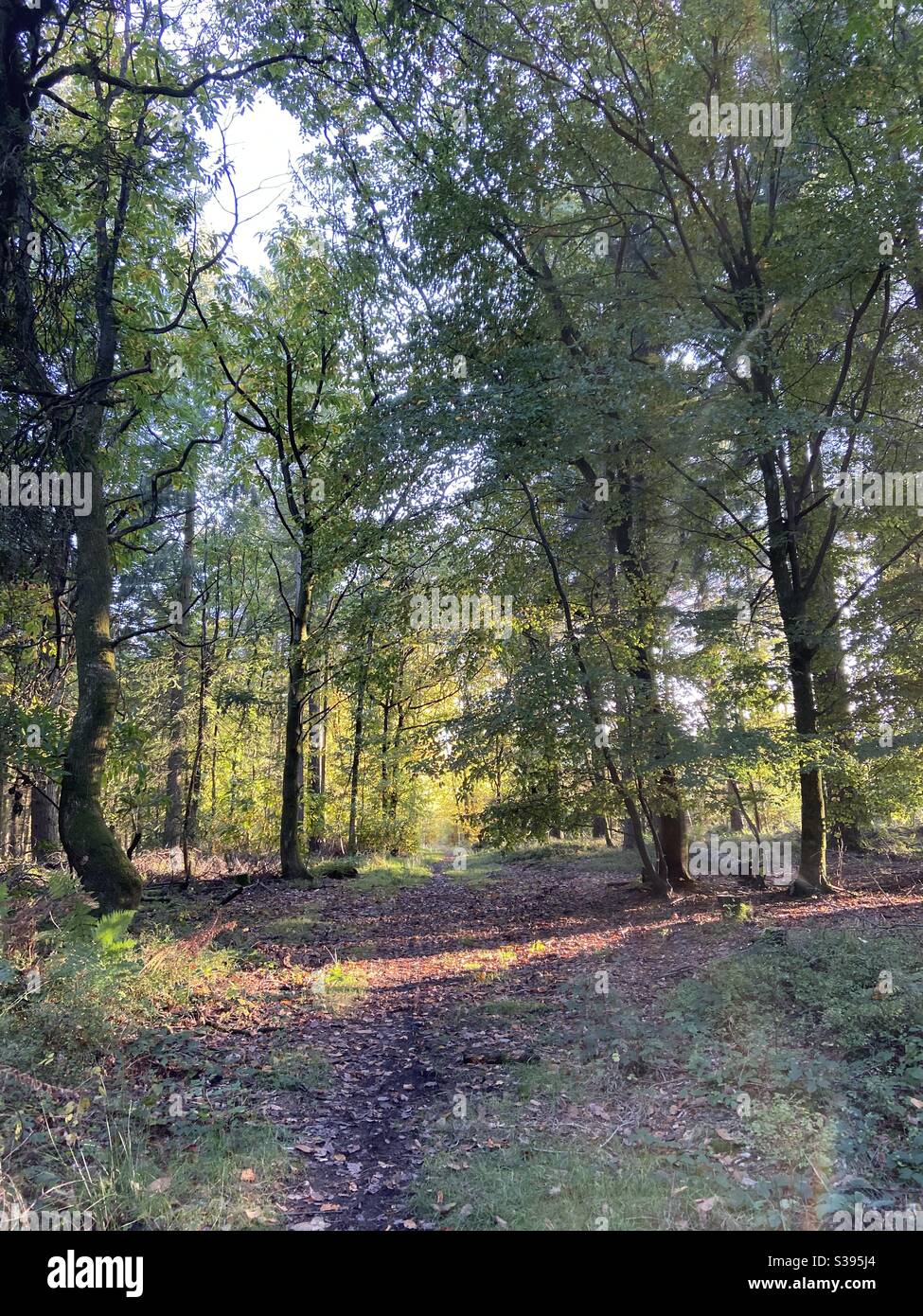 Through forest trees hi-res stock photography and images - Alamy