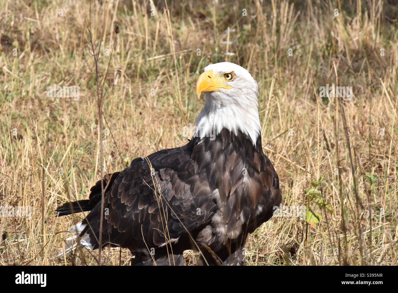 Strength Of Eagles High Resolution Stock Photography and Images - Alamy