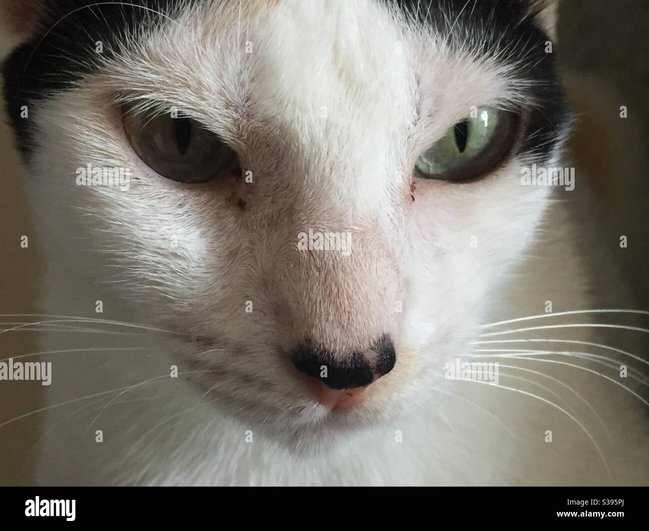 Bobtail Cat High Resolution Stock Photography and Images - Alamy