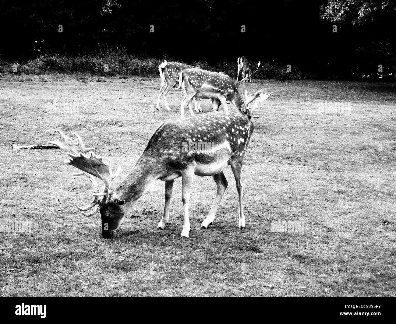 Fallow deer doe Black and White Stock Photos & Images - Alamy