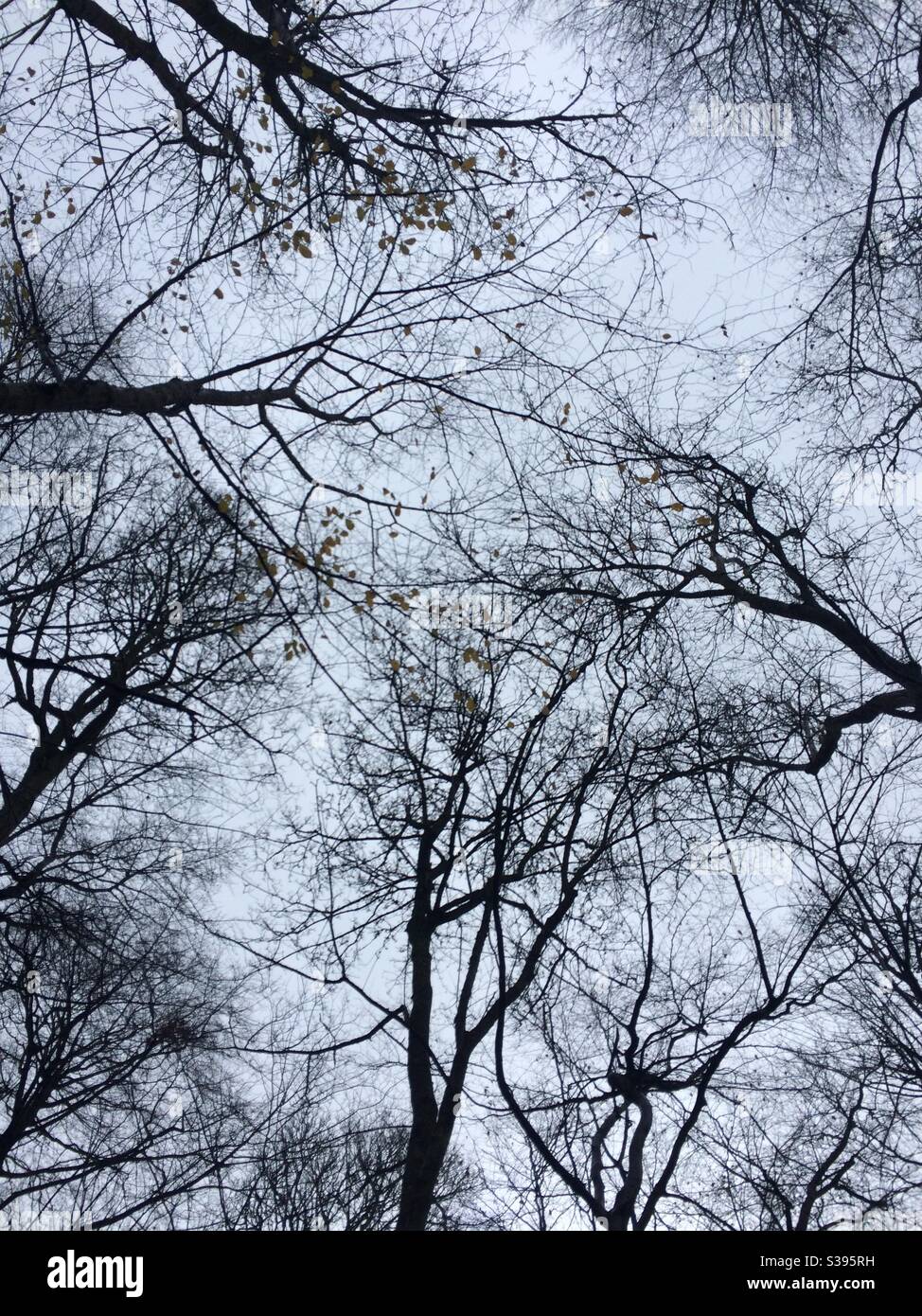 Grey trees hi-res stock photography and images - Alamy