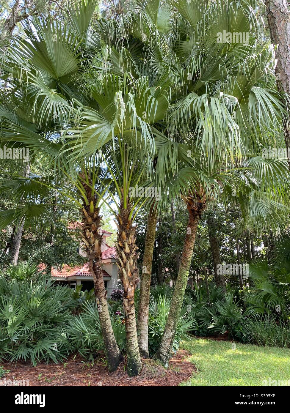 Large tropical palm trees of different sizes Stock Photo - Alamy