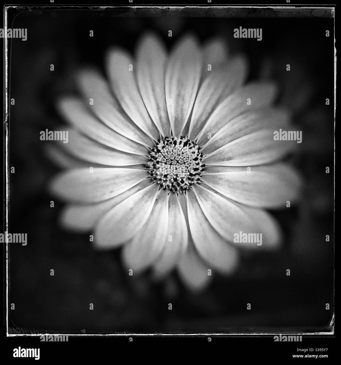 Daisy photo Black and White Stock Photos & Images - Alamy