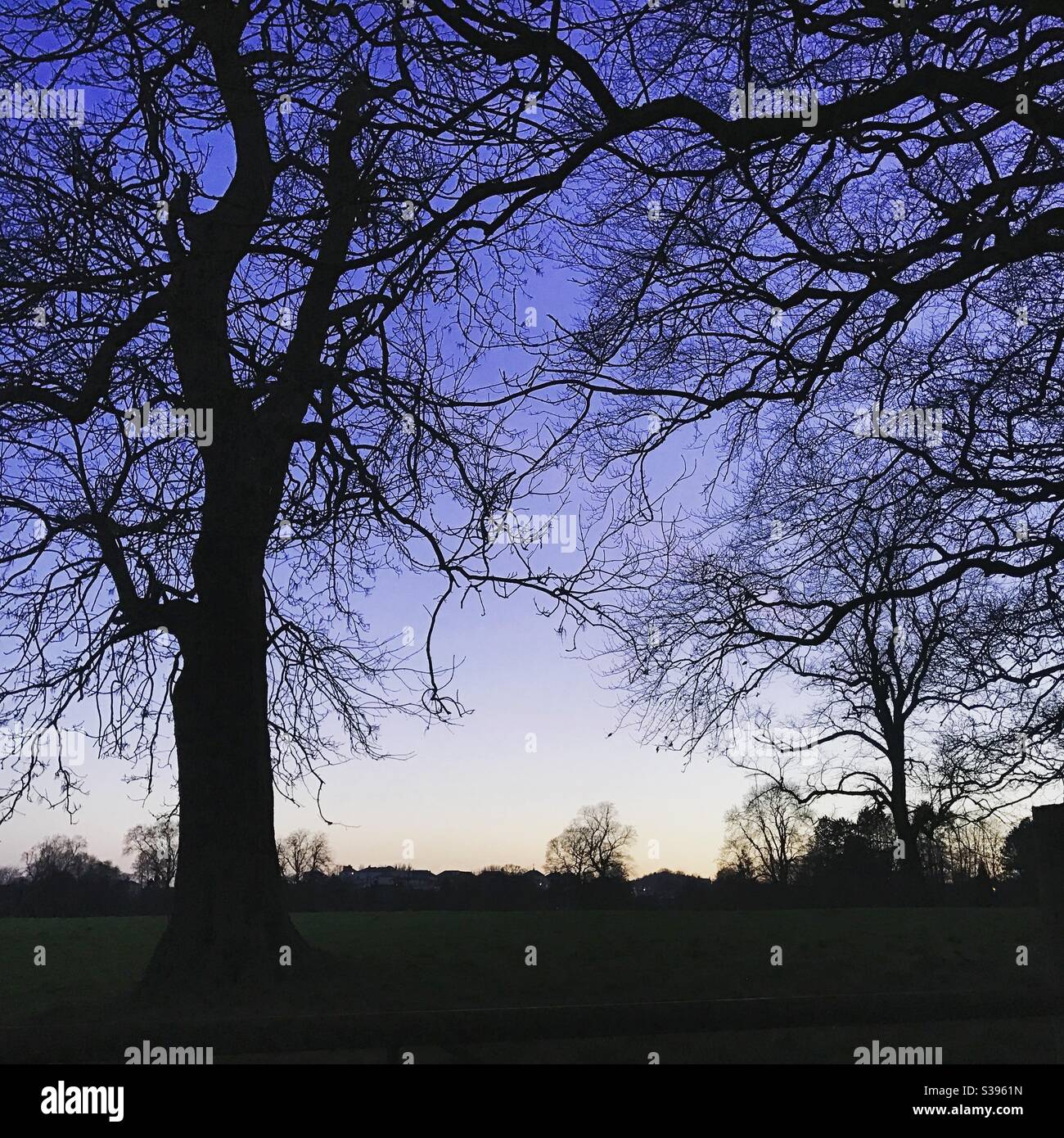 Dusk tree hi-res stock photography and images - Alamy