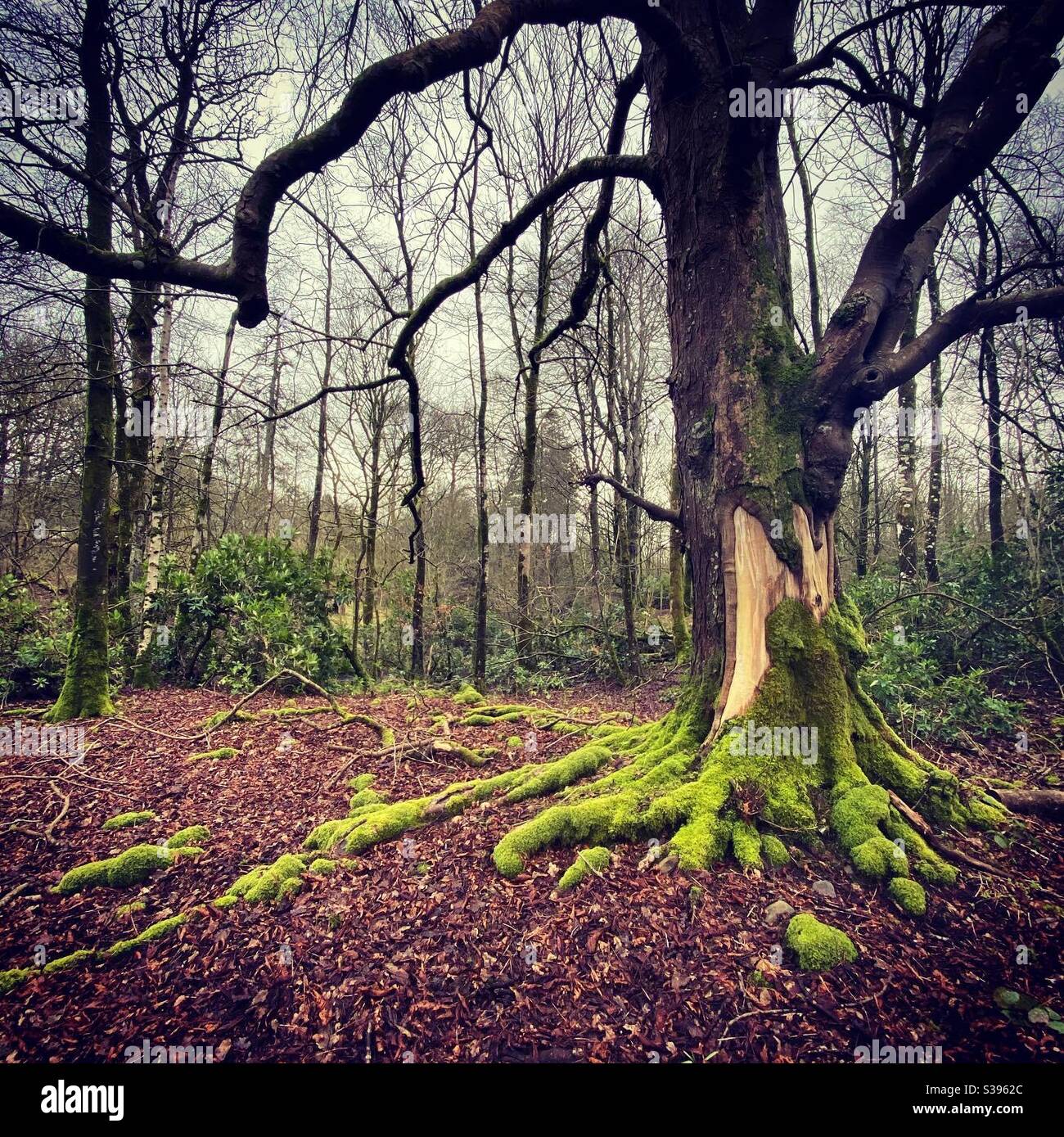 Missy tree hi-res stock photography and images - Alamy