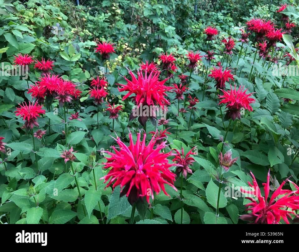 Monarda bee balm Stock Photo - Alamy