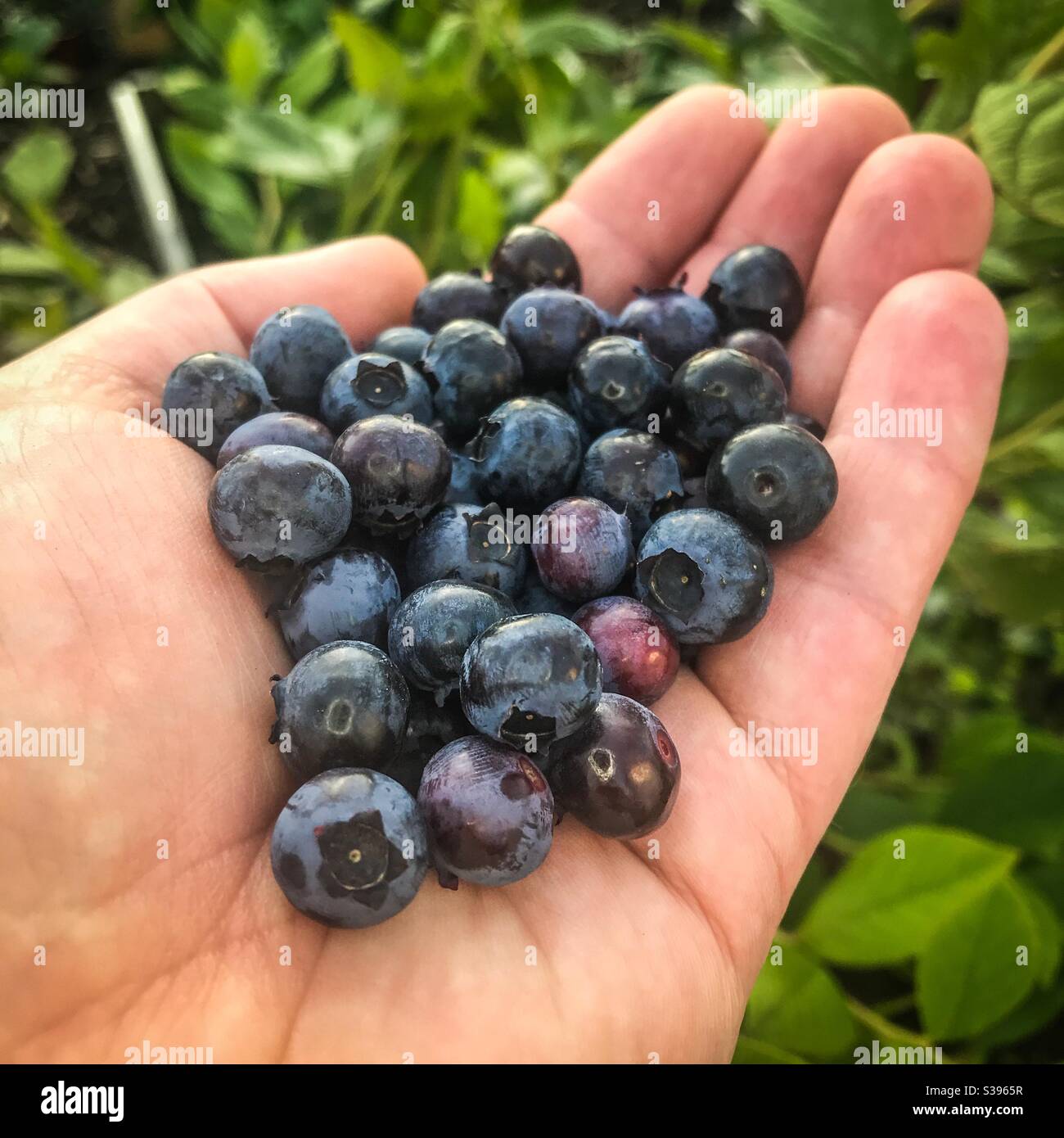 A handful of blueberries Stock Photo - Alamy