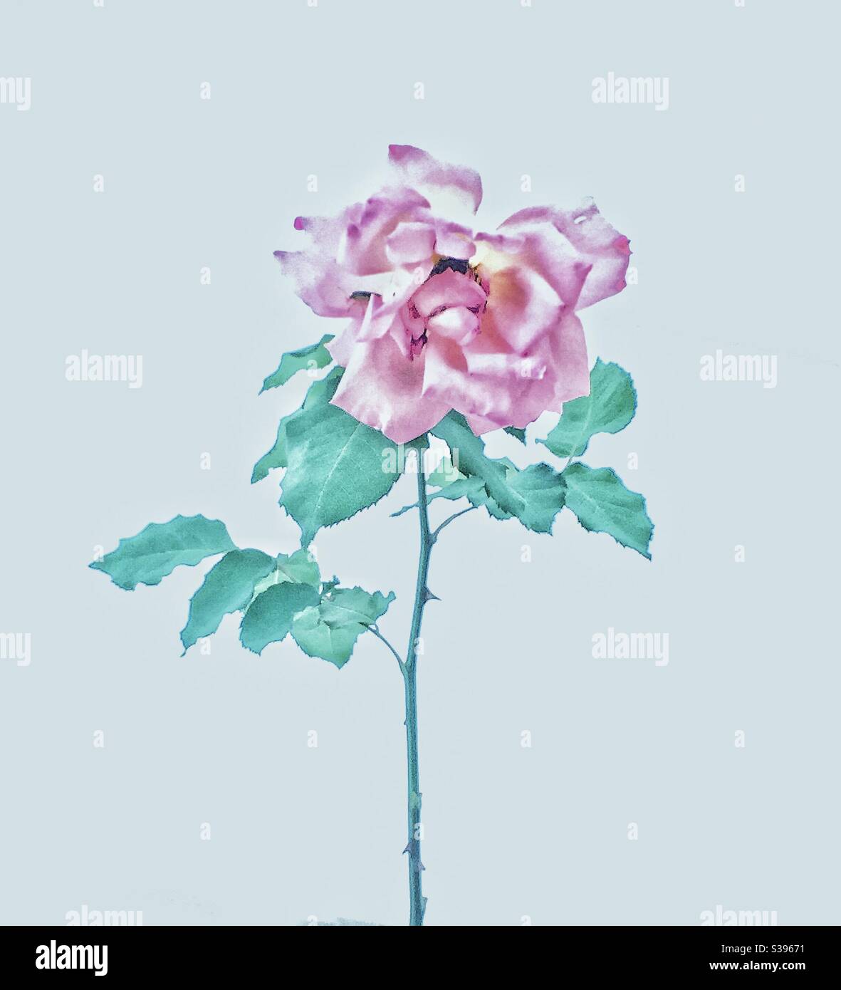 A single pink rose Stock Photo - Alamy