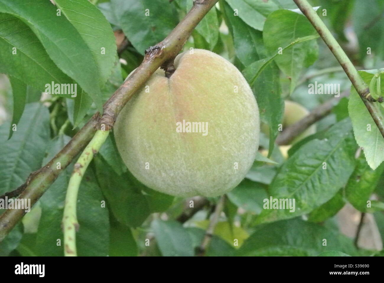Peach on Tree Stock Photo - Alamy