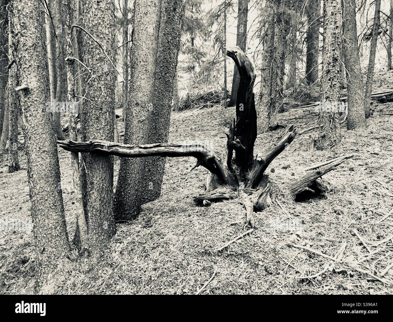 Interesting stump hi-res stock photography and images - Alamy
