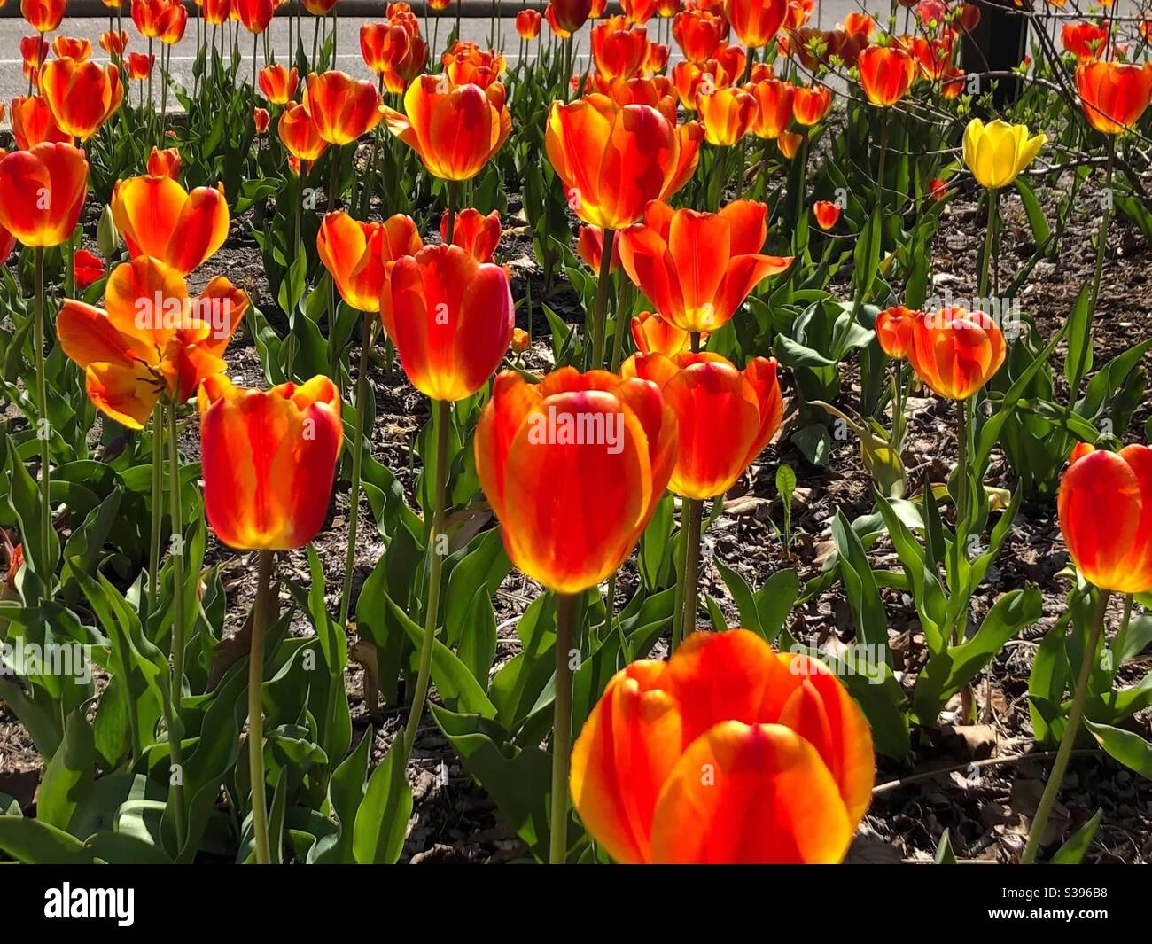 Tulip time, Holland Michigan Stock Photo - Alamy