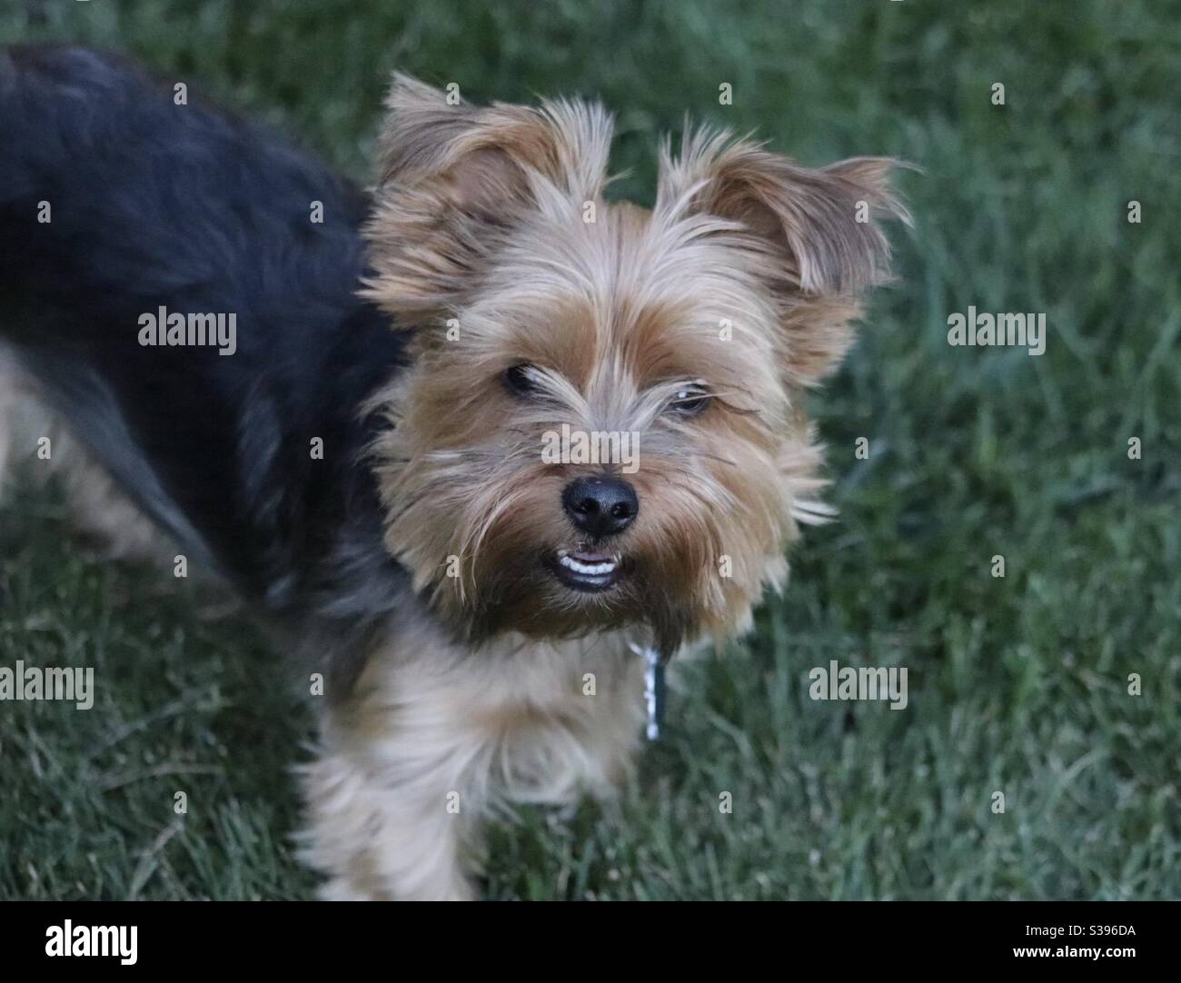Happy yorkie hi-res stock photography and images - Alamy