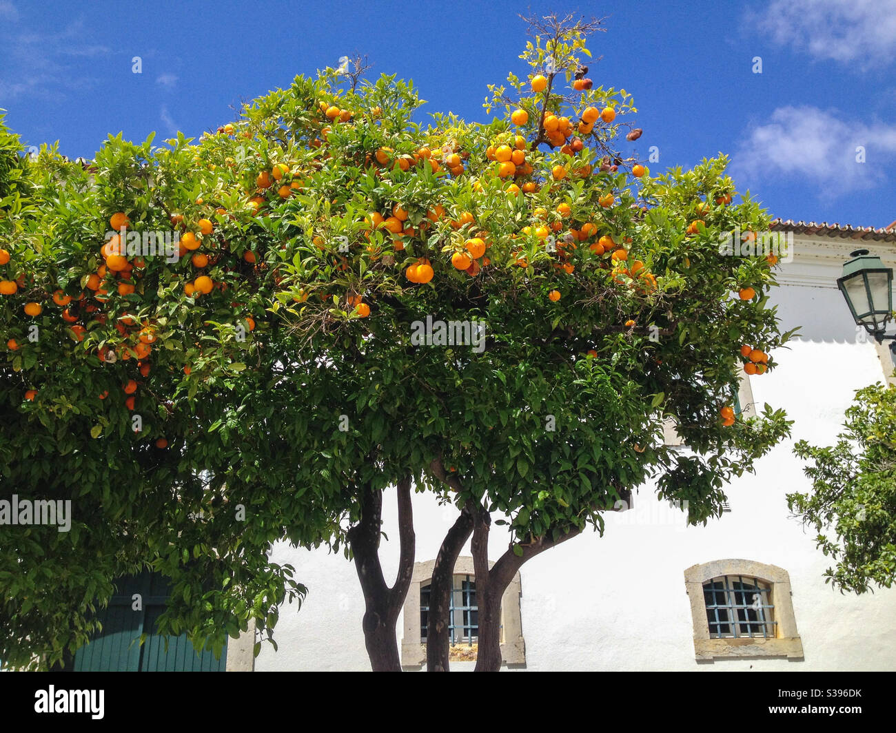 An orange tree in Faro/ Portugal Stock Photo - Alamy