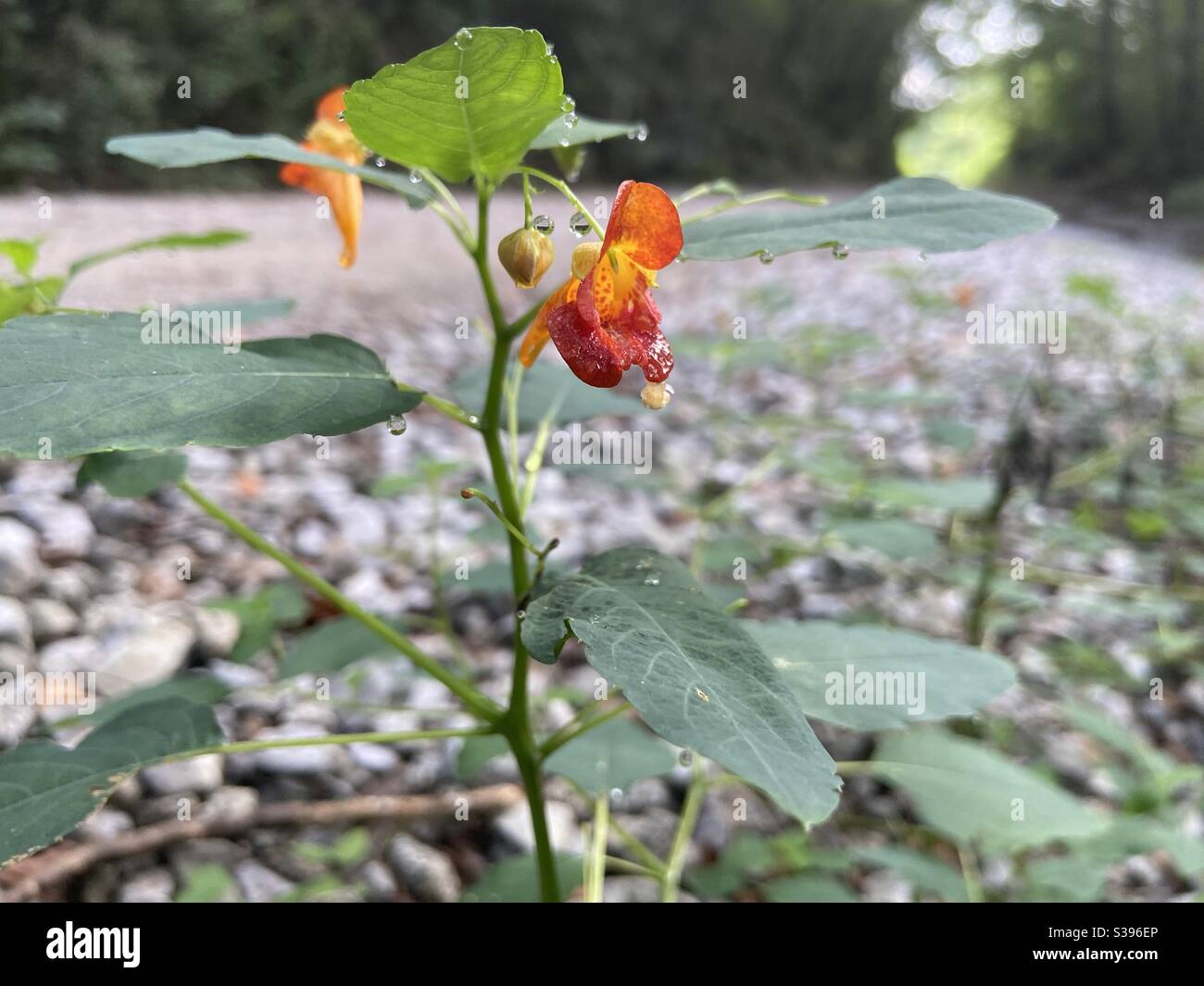 Rare jewel hi-res stock photography and images - Alamy
