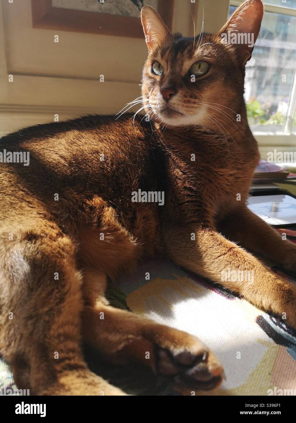 Abyssinian cat seated Stock Photo - Alamy