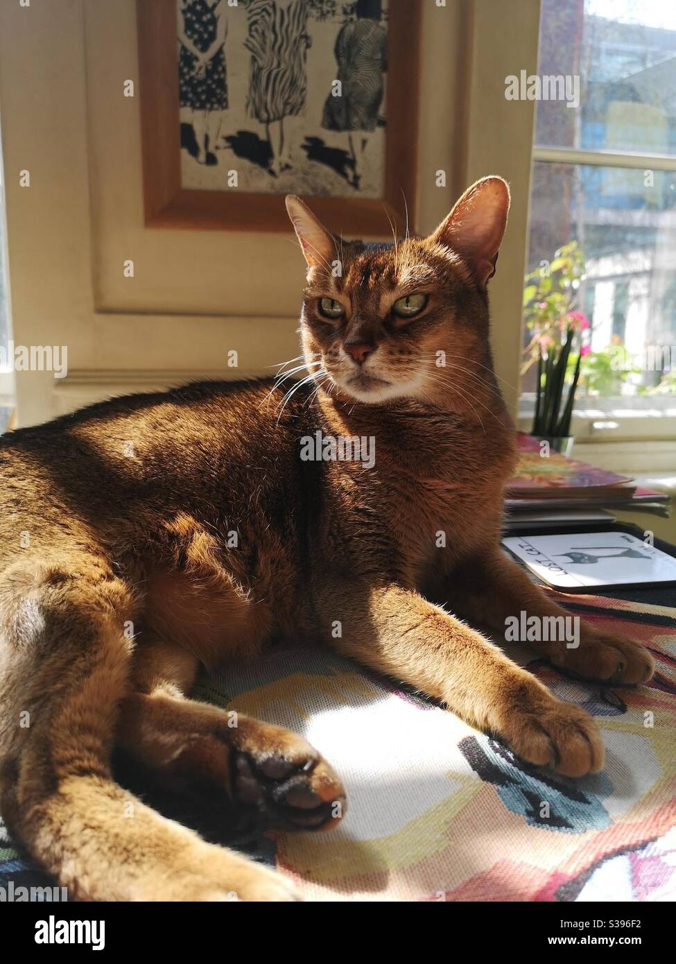Abyssinian cat seated Stock Photo - Alamy