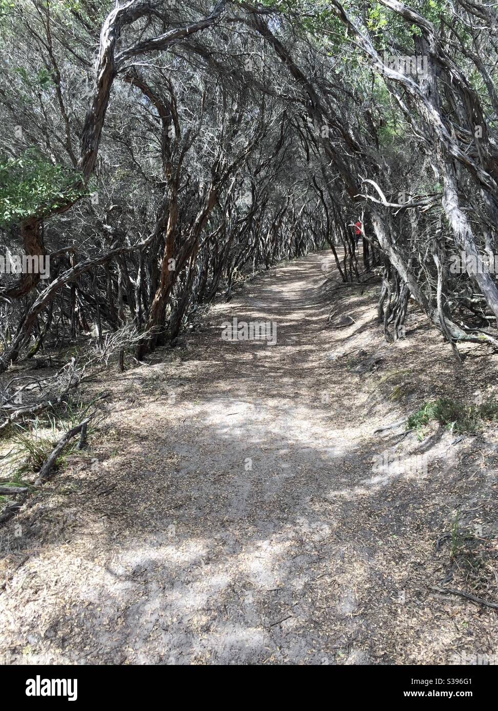 Craggy trees hi-res stock photography and images - Alamy
