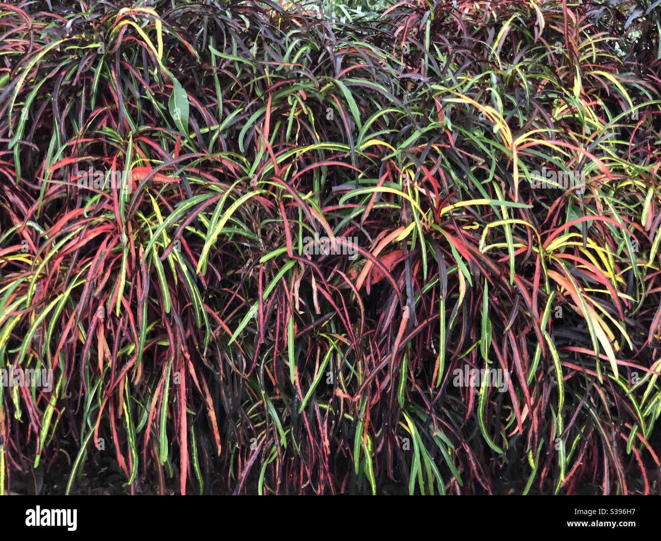 Variegated grass hi-res stock photography and images - Alamy
