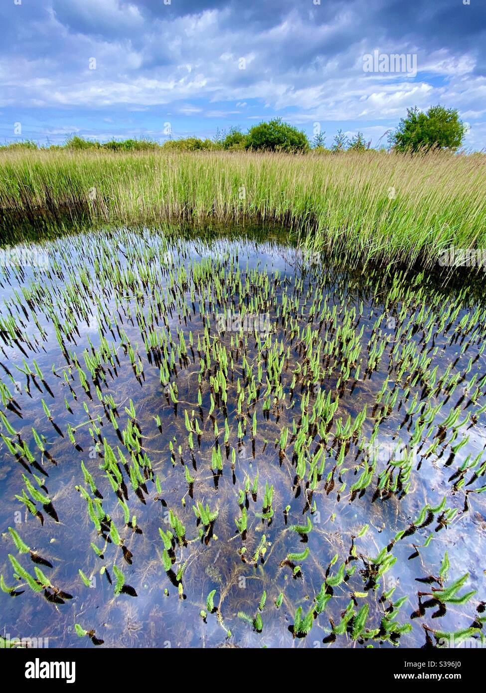 Pond and reed beds hi-res stock photography and images - Alamy