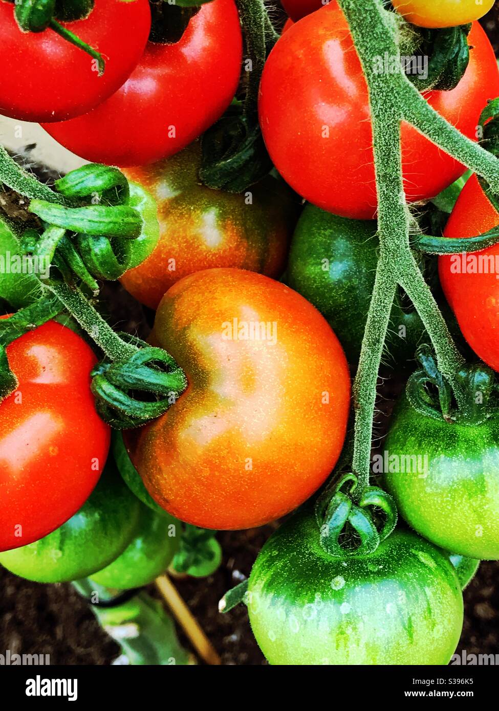 Tomato ripening stages hi-res stock photography and images - Alamy
