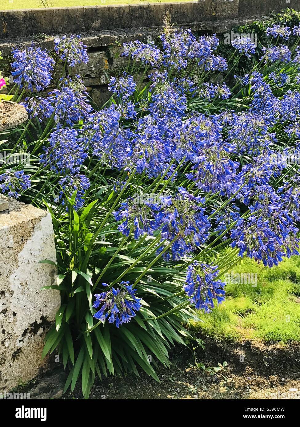 Agapanthus flowers hi-res stock photography and images - Alamy