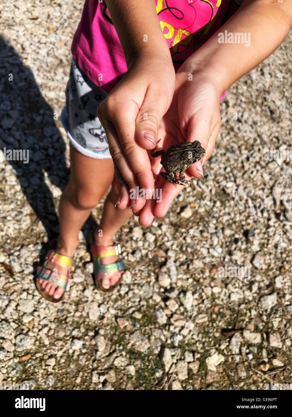 Toad jumping hi-res stock photography and images - Alamy