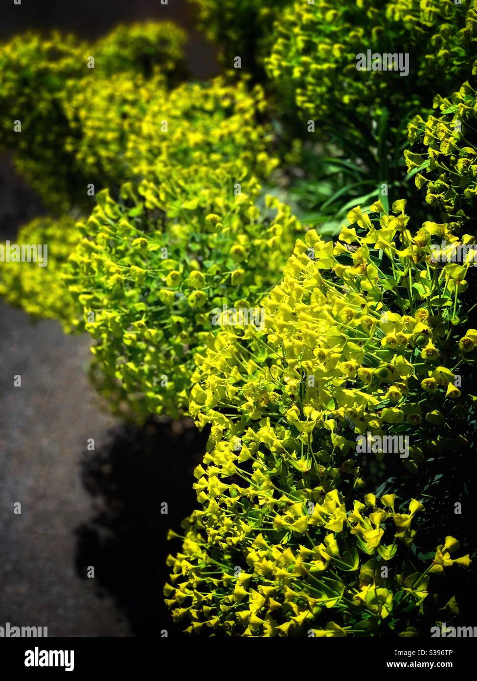 Euphorbia Pekinensis High Resolution Stock Photography and Images - Alamy