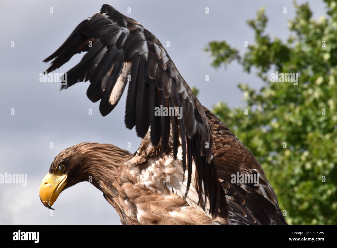 Seaeagle hi-res stock photography and images - Alamy