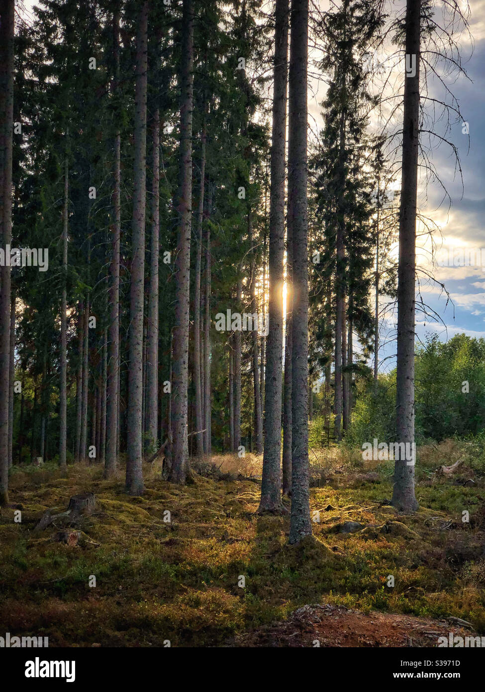 Though trees hi-res stock photography and images - Alamy