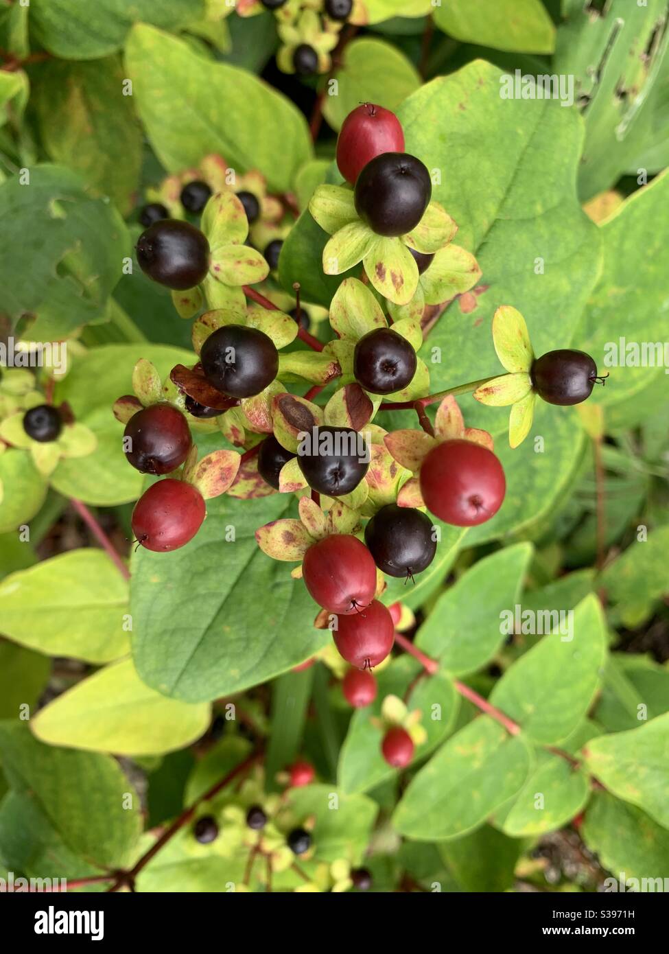 Rose of sharon bloom hi-res stock photography and images - Alamy