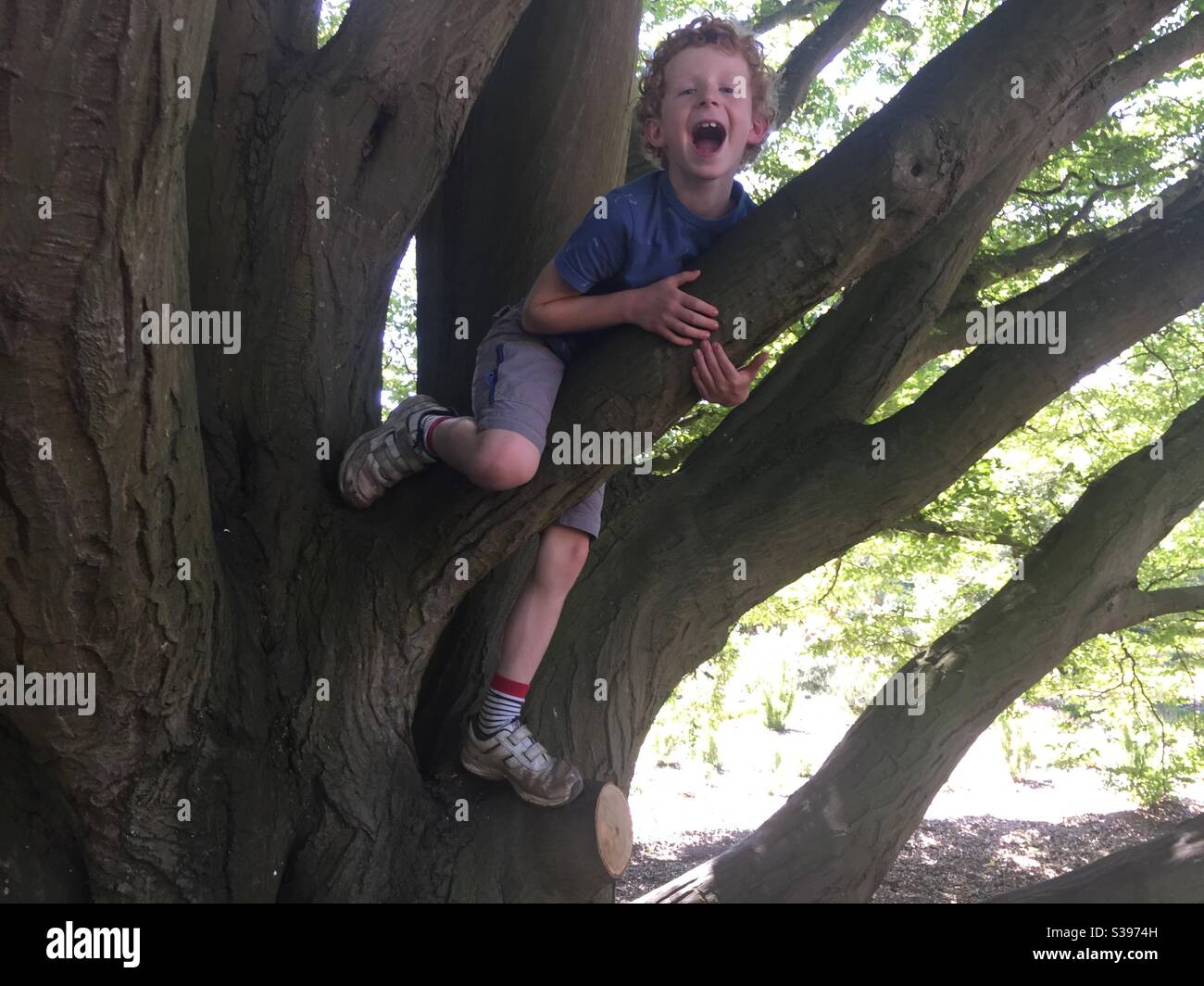 The best tree hi-res stock photography and images - Alamy