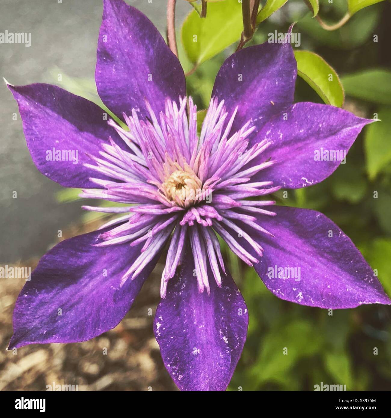 Morado blanco hi-res stock photography and images - Alamy