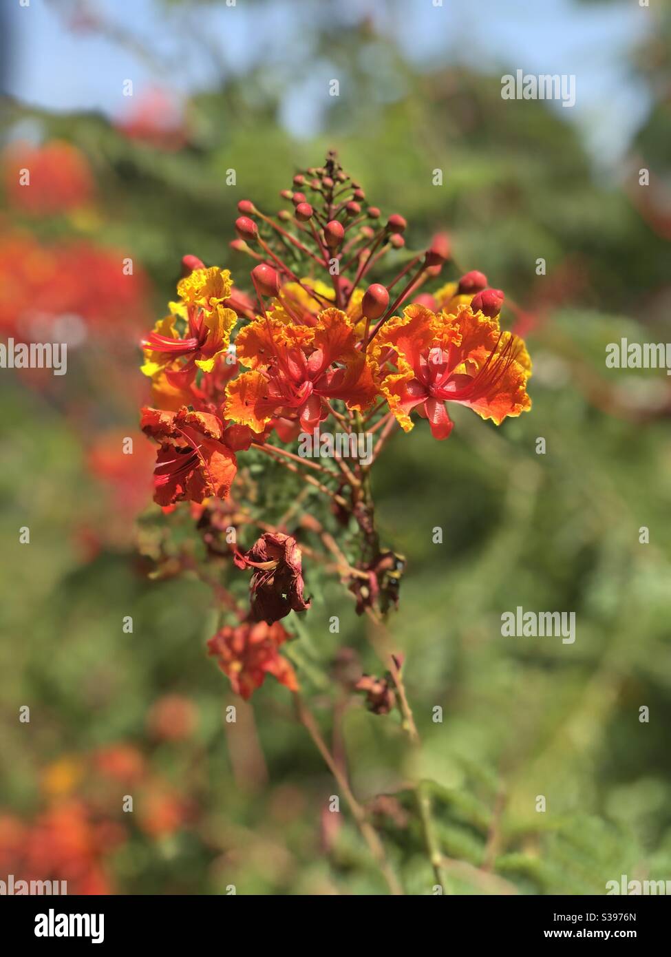 Peacock in bloom hi-res stock photography and images - Alamy
